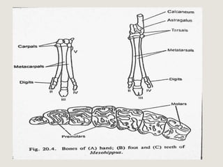 Evolution of horse in paleontology | PPTX