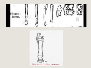 Evolution of horse in paleontology | PPTX