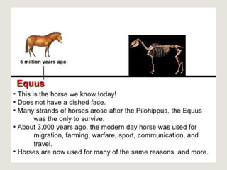Evolution of horse in paleontology | PPTX