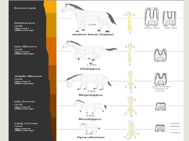 Evolution of horse in paleontology | PPTX