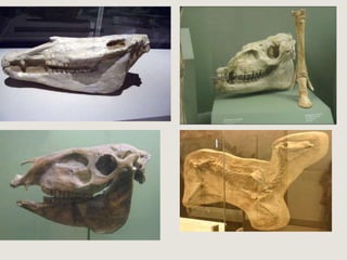 Evolution of horse in paleontology | PPTX