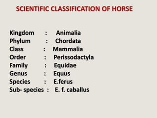 Evolution of horse in paleontology | PPTX