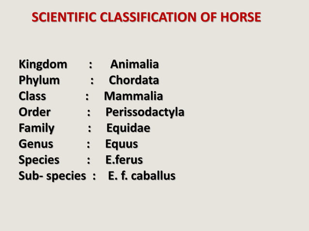 Evolution of horse in paleontology | PPTX