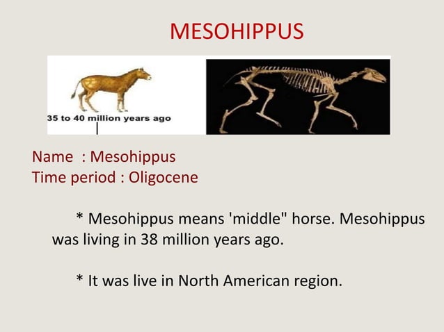 Evolution of horse in paleontology | PPTX