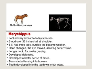 Horse Fossils Activities