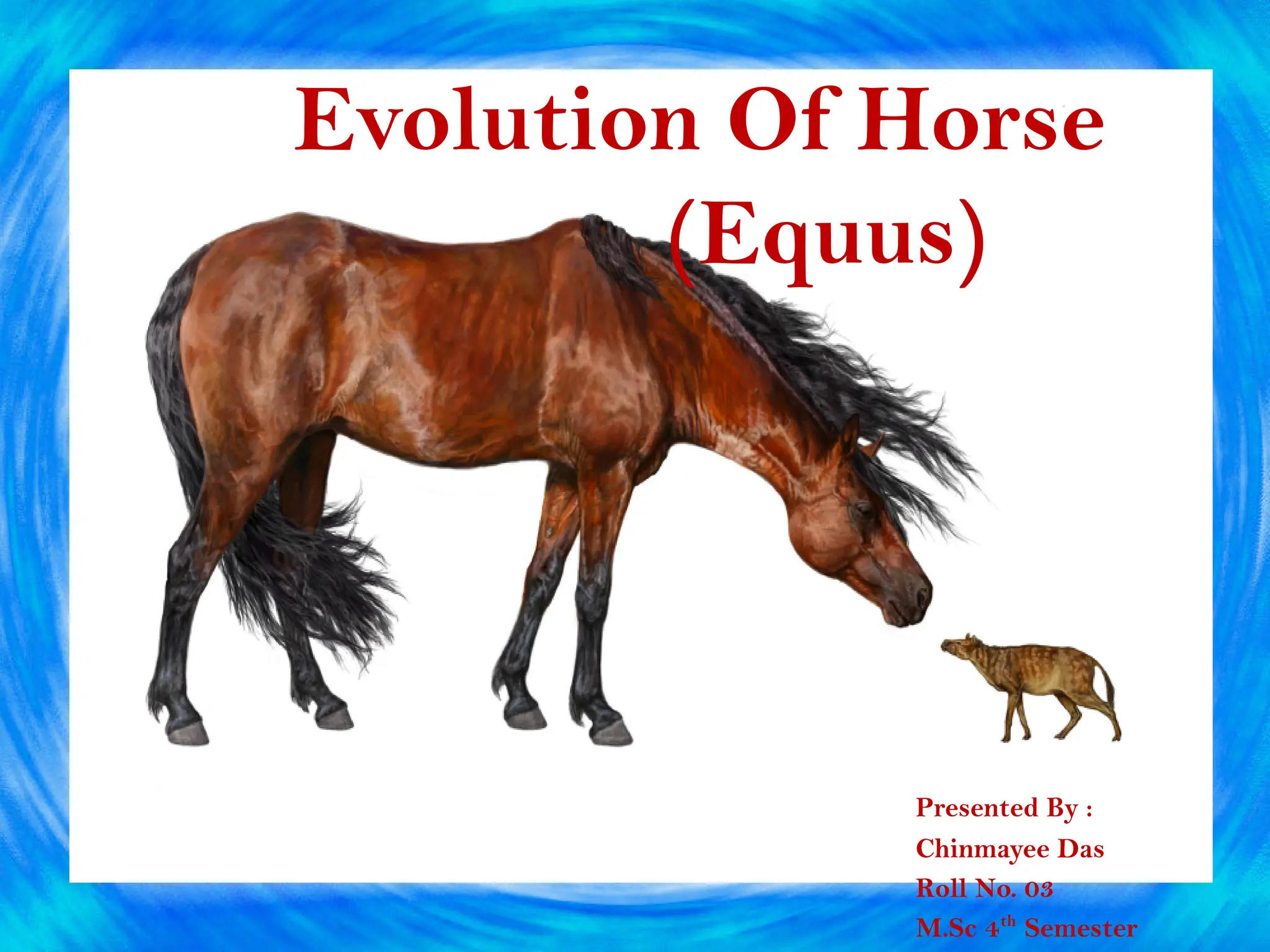 Evolution Of Horse - Introduction, Taxonomy, Evolutionary trends, Types ...