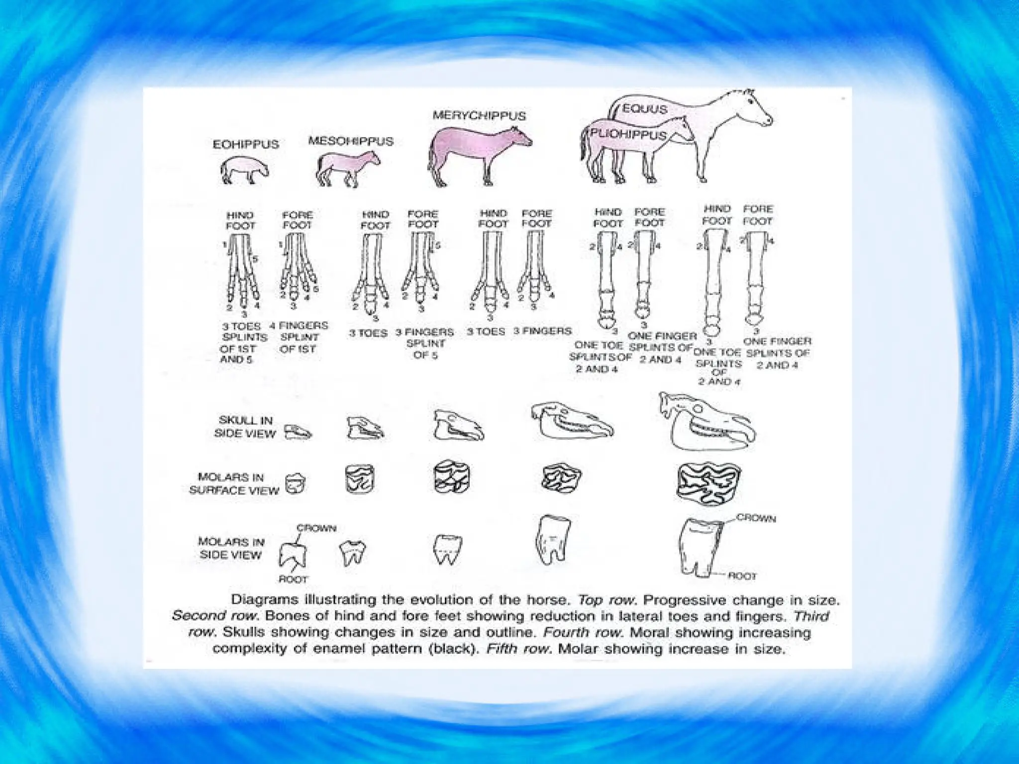 Evolution Of Horse - Introduction, Taxonomy, Evolutionary trends, Types ...