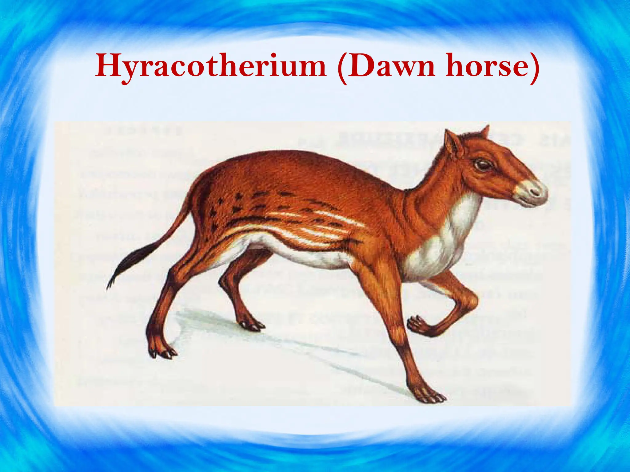 Evolution Of Horse - Introduction, Taxonomy, Evolutionary trends, Types ...