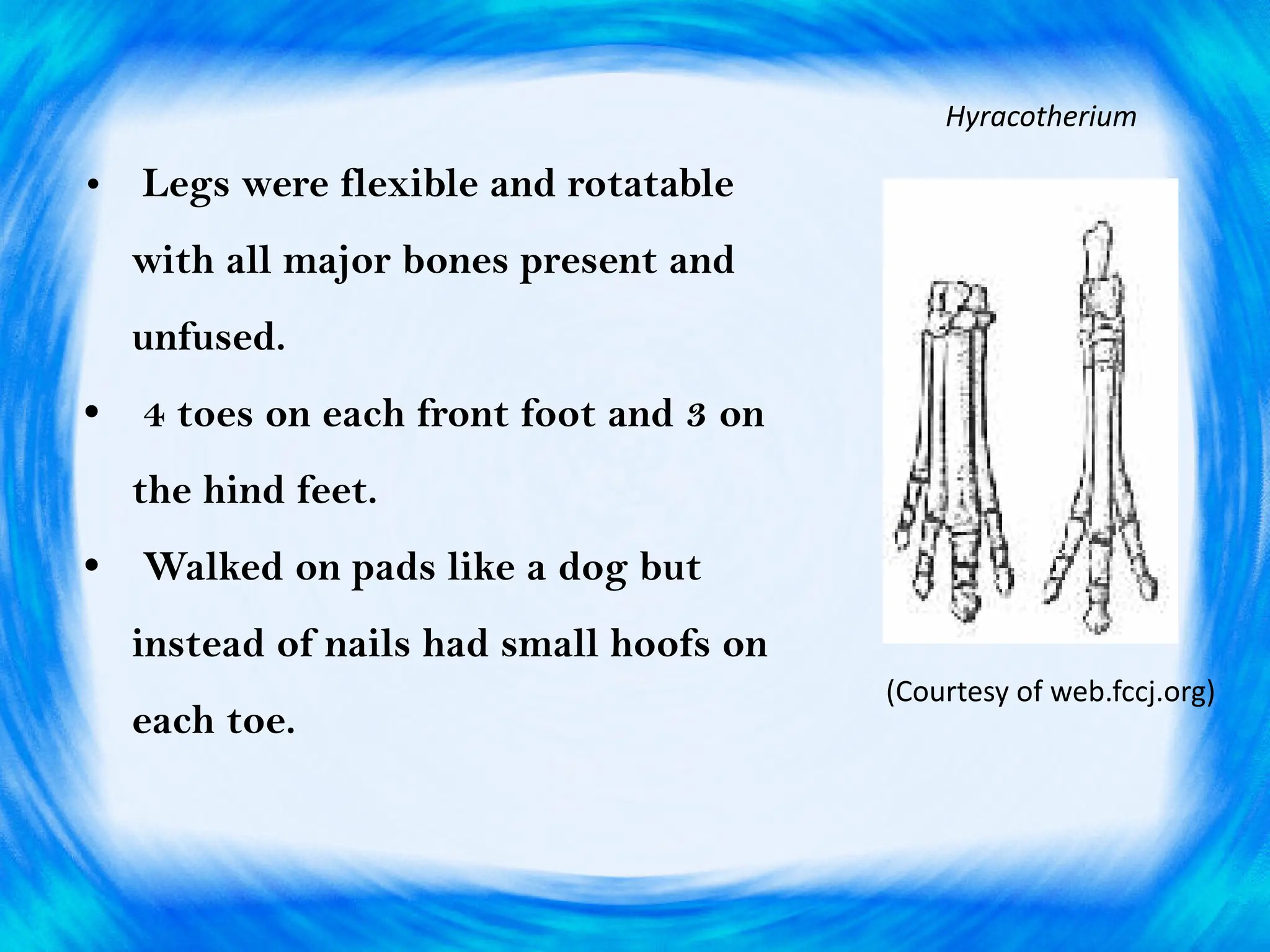 Evolution Of Horse - Introduction, Taxonomy, Evolutionary trends, Types ...