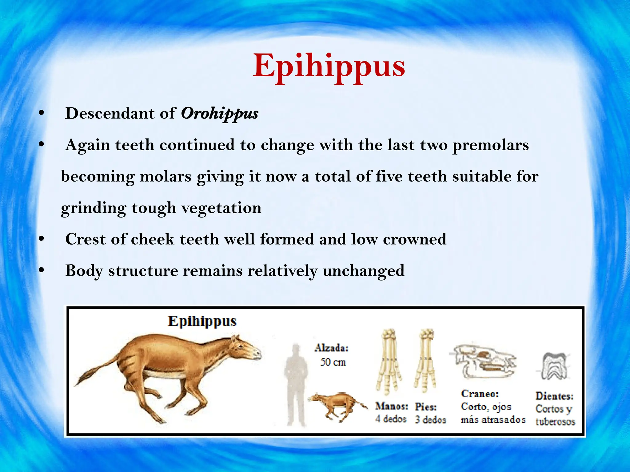 Evolution Of Horse - Introduction, Taxonomy, Evolutionary trends, Types ...