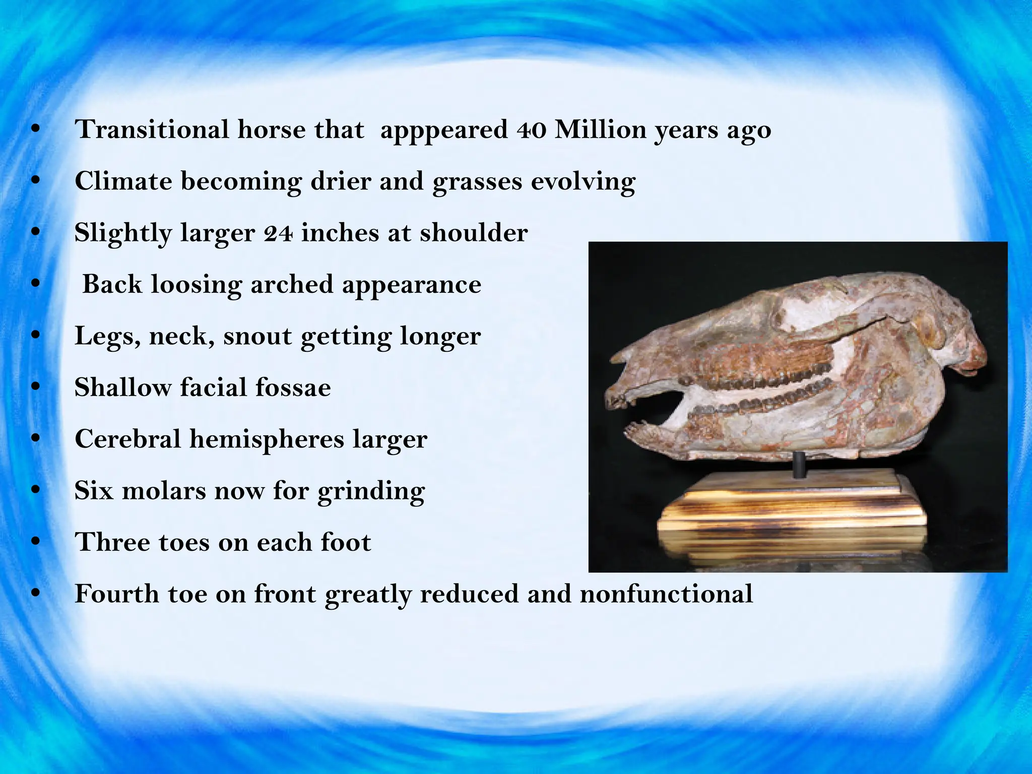 Evolution Of Horse - Introduction, Taxonomy, Evolutionary trends, Types ...