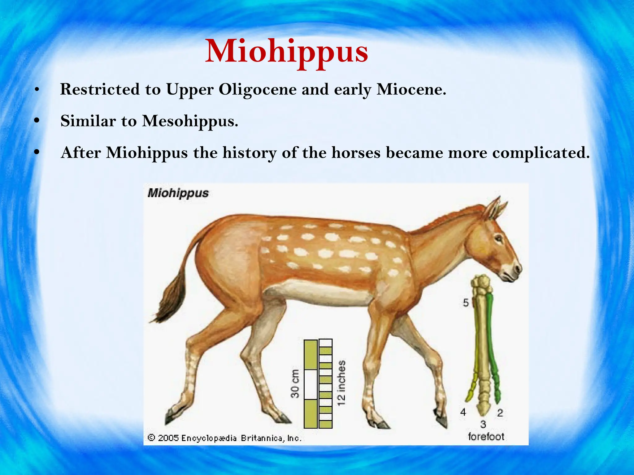 Evolution Of Horse - Introduction, Taxonomy, Evolutionary trends, Types | PDF