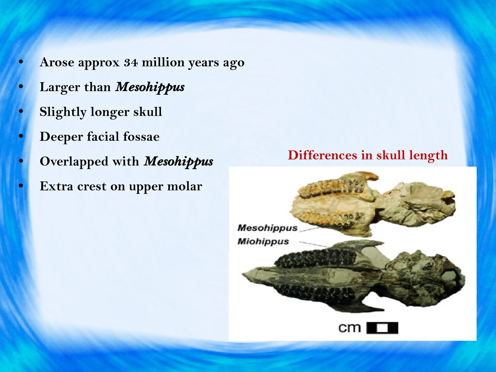 Evolution Of Horse - Introduction, Taxonomy, Evolutionary trends, Types ...