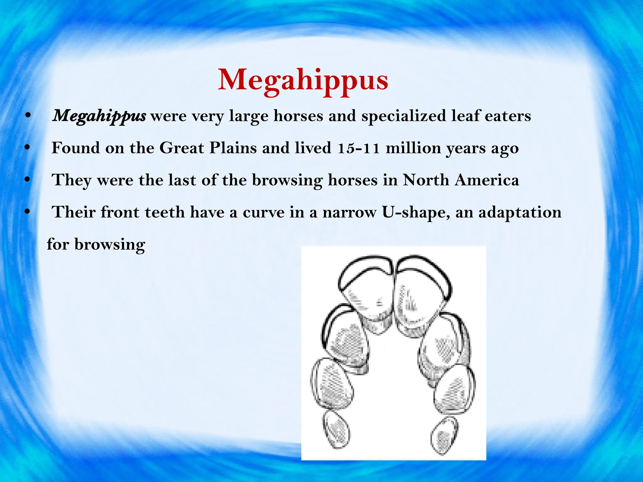 Evolution Of Horse - Introduction, Taxonomy, Evolutionary trends, Types ...