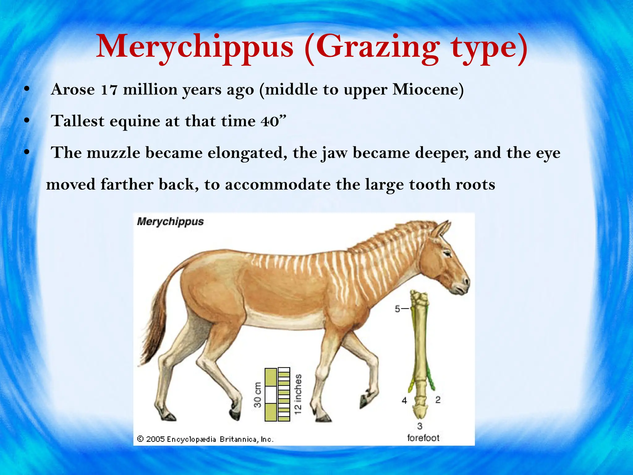 Evolution Of Horse - Introduction, Taxonomy, Evolutionary trends, Types ...
