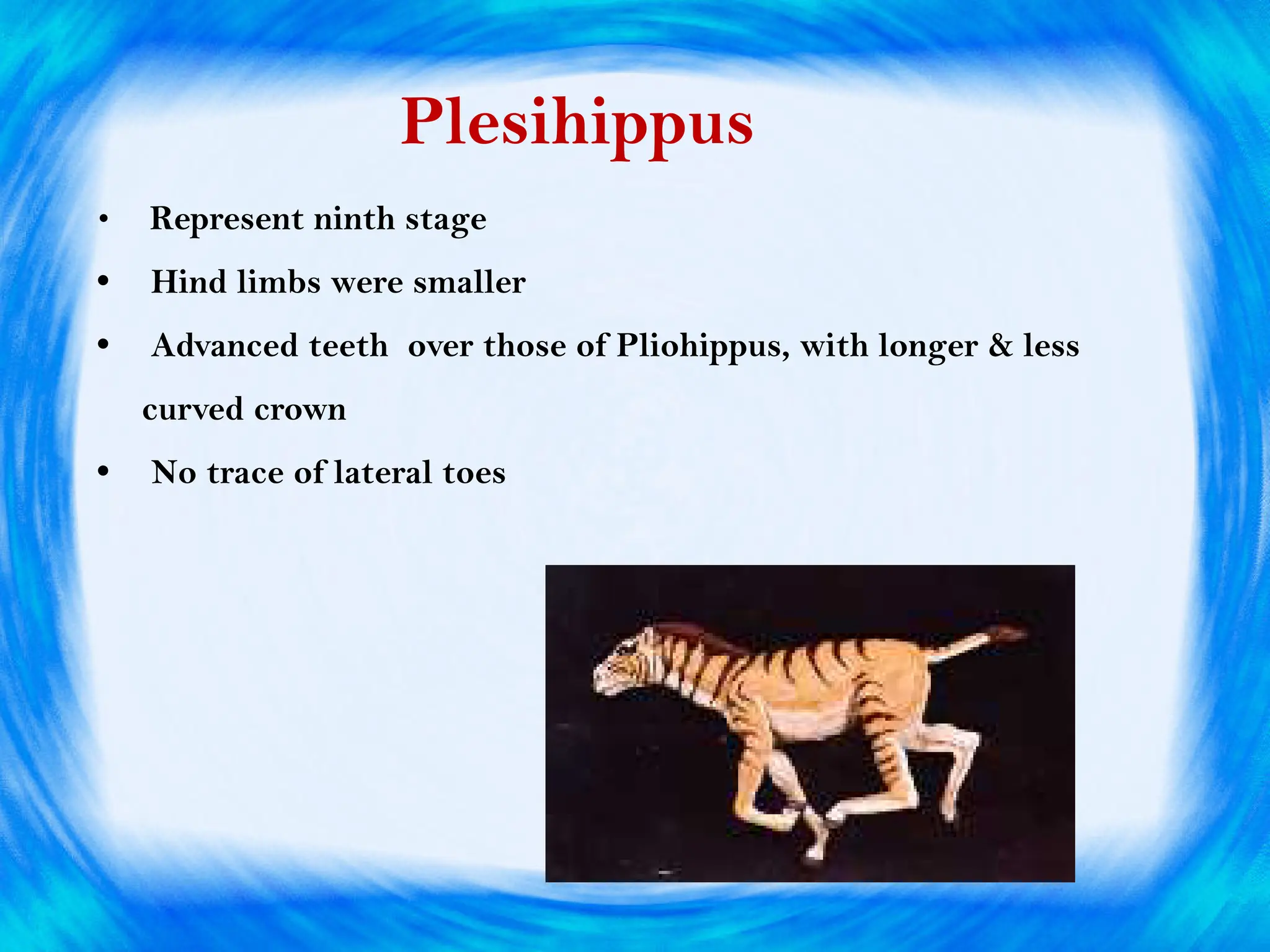 Evolution Of Horse - Introduction, Taxonomy, Evolutionary trends, Types ...