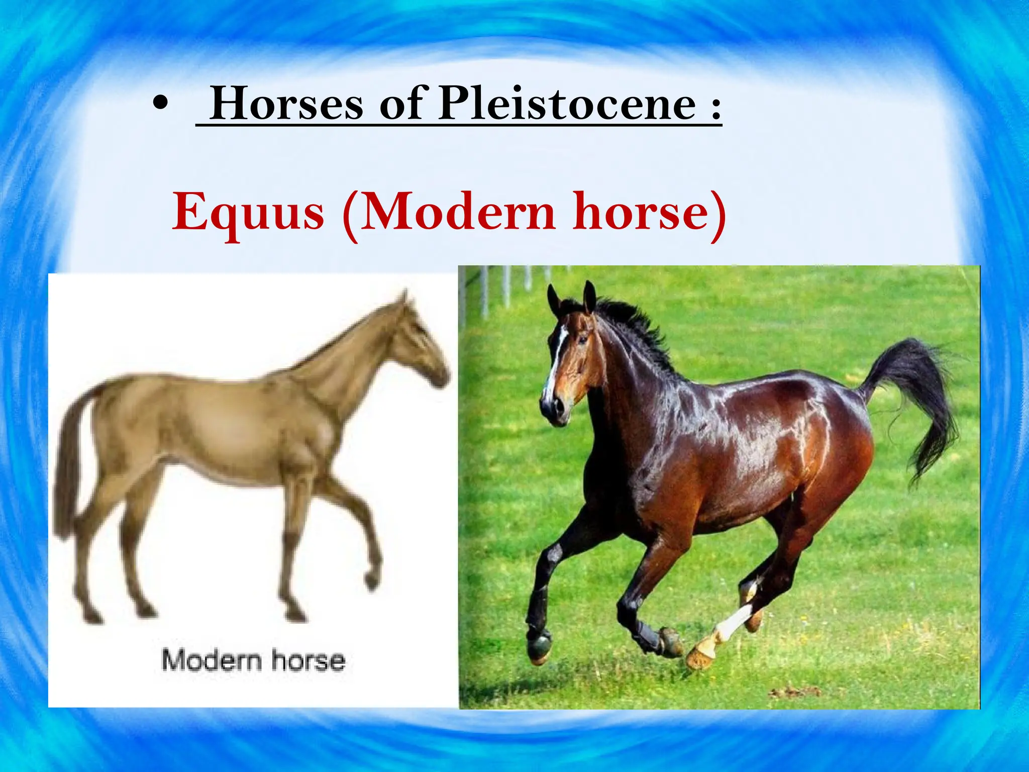 Evolution Of Horse - Introduction, Taxonomy, Evolutionary trends, Types ...