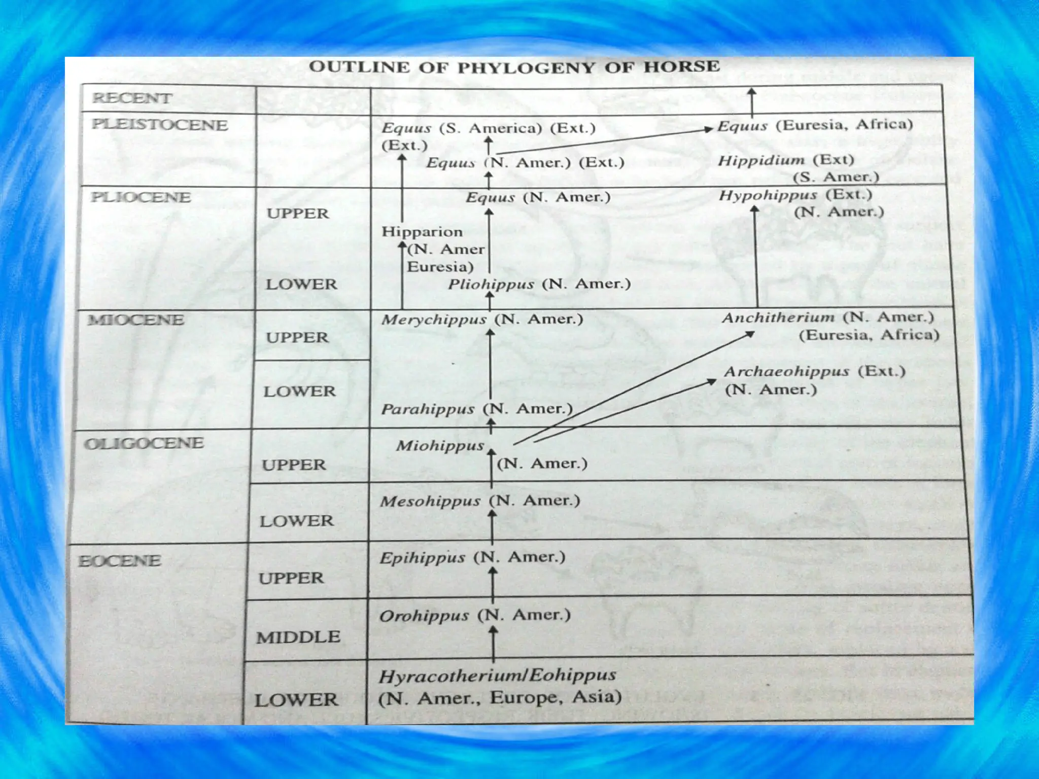 Evolution Of Horse - Introduction, Taxonomy, Evolutionary trends, Types ...