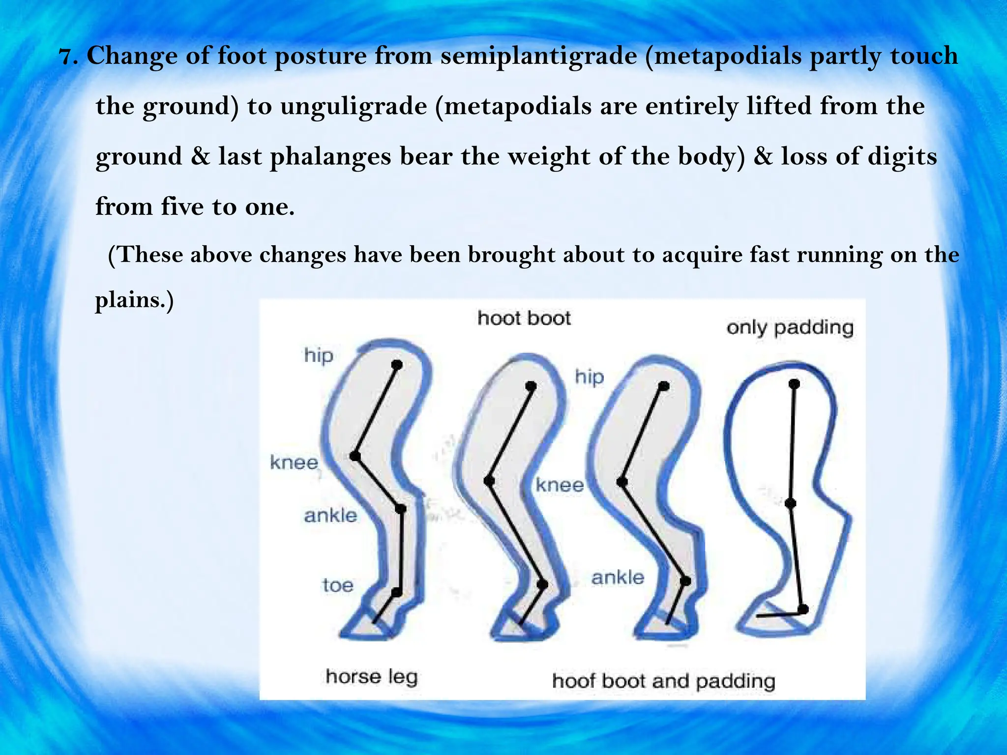 Evolution Of Horse - Introduction, Taxonomy, Evolutionary trends, Types ...