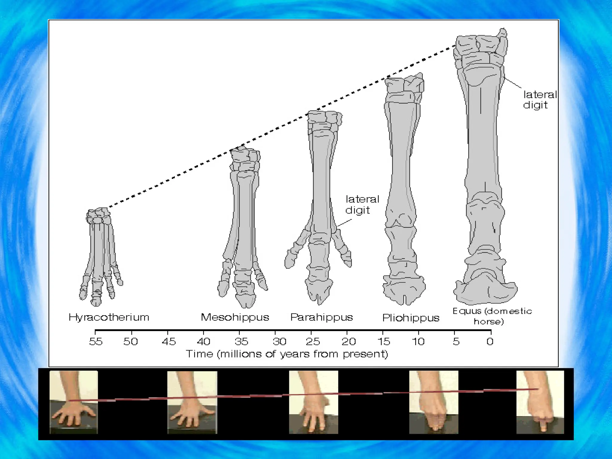 Evolution Of Horse - Introduction, Taxonomy, Evolutionary trends, Types ...