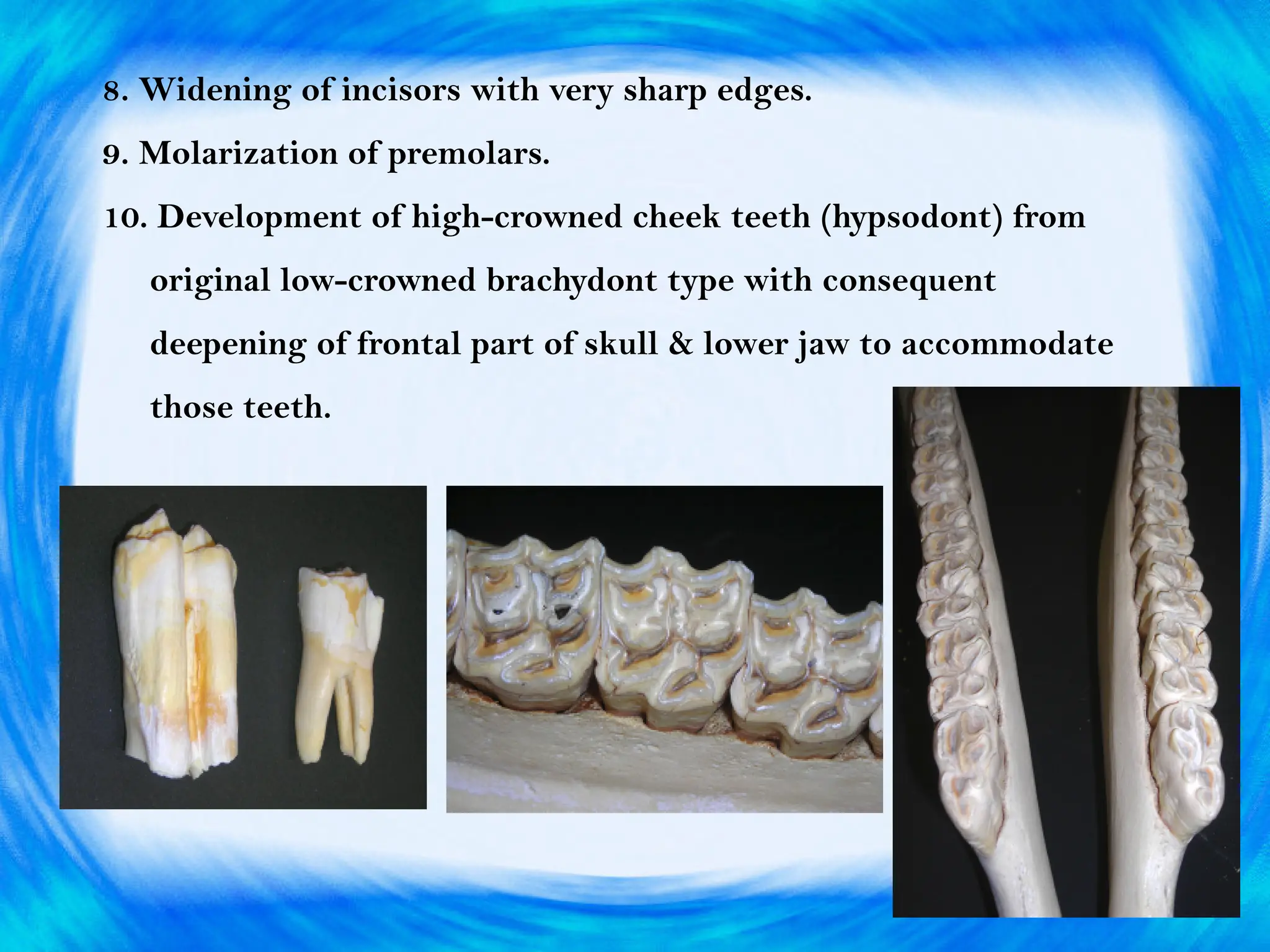 Evolution Of Horse - Introduction, Taxonomy, Evolutionary trends, Types ...