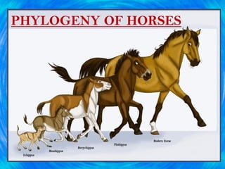 Evolution Of Horse - Introduction, Taxonomy, Evolutionary trends, Types ...