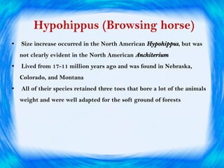 Evolution Of Horse - Introduction, Taxonomy, Evolutionary trends, Types ...