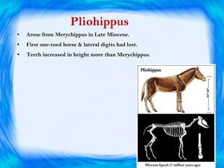 Evolution Of Horse - Introduction, Taxonomy, Evolutionary trends, Types ...