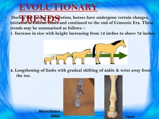 Evolution Of Horse - Introduction, Taxonomy, Evolutionary trends, Types ...