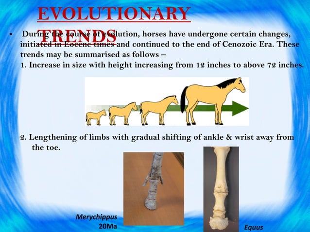 Evolution Of Horse - Introduction, Taxonomy, Evolutionary trends, Types ...