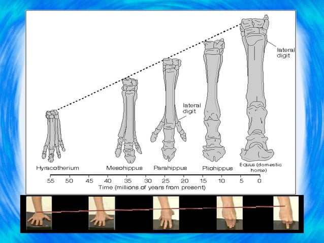 Evolution Of Horse - Introduction, Taxonomy, Evolutionary trends, Types ...