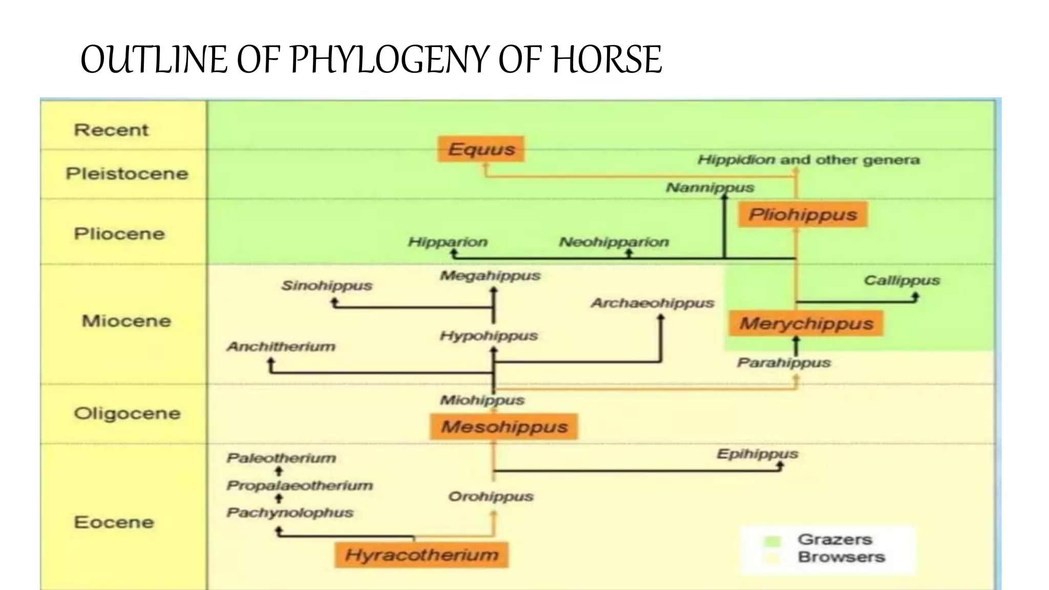 EVOLUTION OF HORSES PPT.pptx