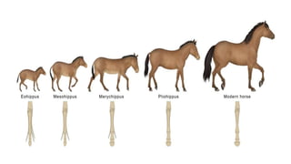 EVOLUTION OF HORSES PPT.pptx