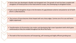EVOLUTION OF HORSES PPT.pptx