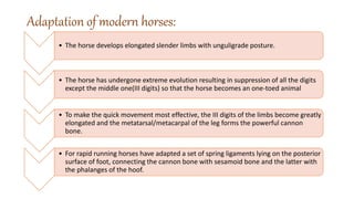 EVOLUTION OF HORSES PPT.pptx