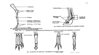 EVOLUTION OF HORSES PPT.pptx
