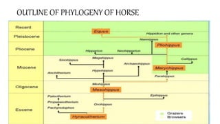 EVOLUTION OF HORSES PPT.pptx