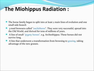 Evolution Of Hourse Ppt Iqra Ppt