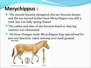 Evolution of hourse ppt iqra | PPT | Geology | Science