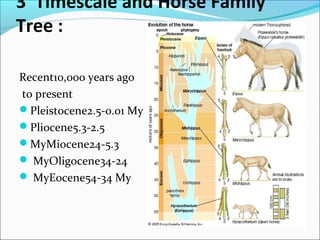 Evolution of hourse ppt iqra | PPT | Geology | Science