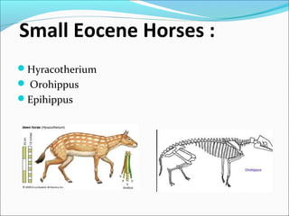 Evolution of hourse ppt iqra | PPT | Geology | Science
