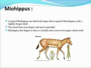 Miohippus Diagram