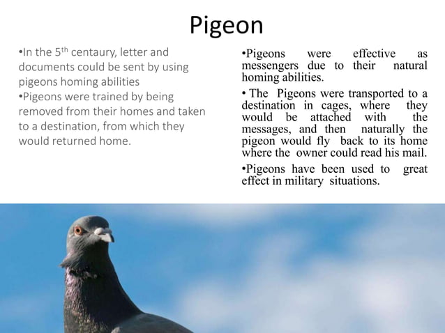 Evolution of human communication | PPT