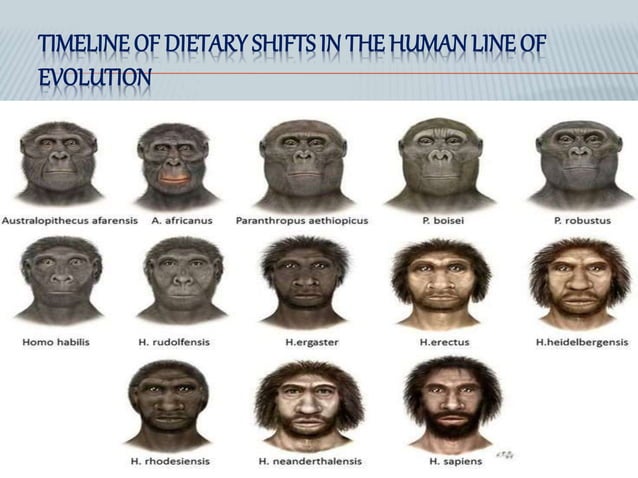 Evolution of human diet | PPTX