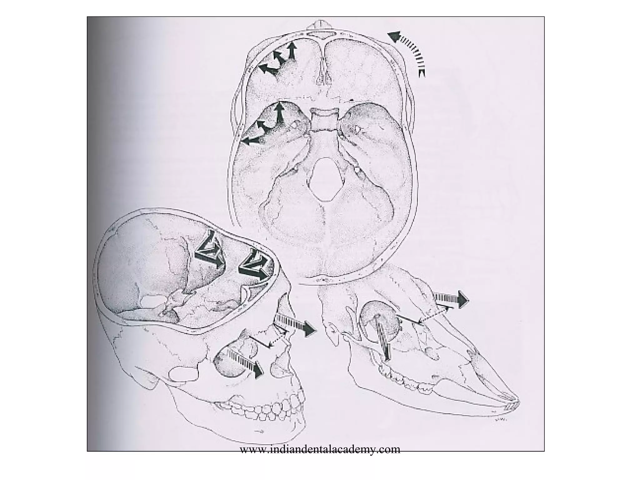 Evolution of human face.. | PPT