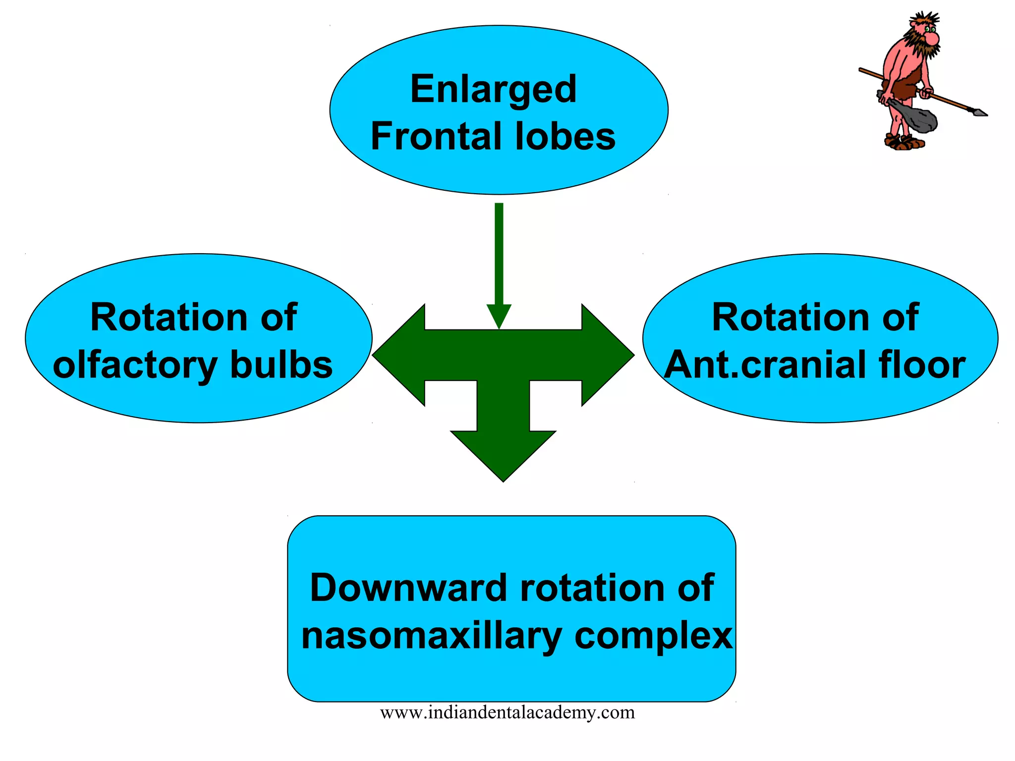 Evolution of human face.. | PPT