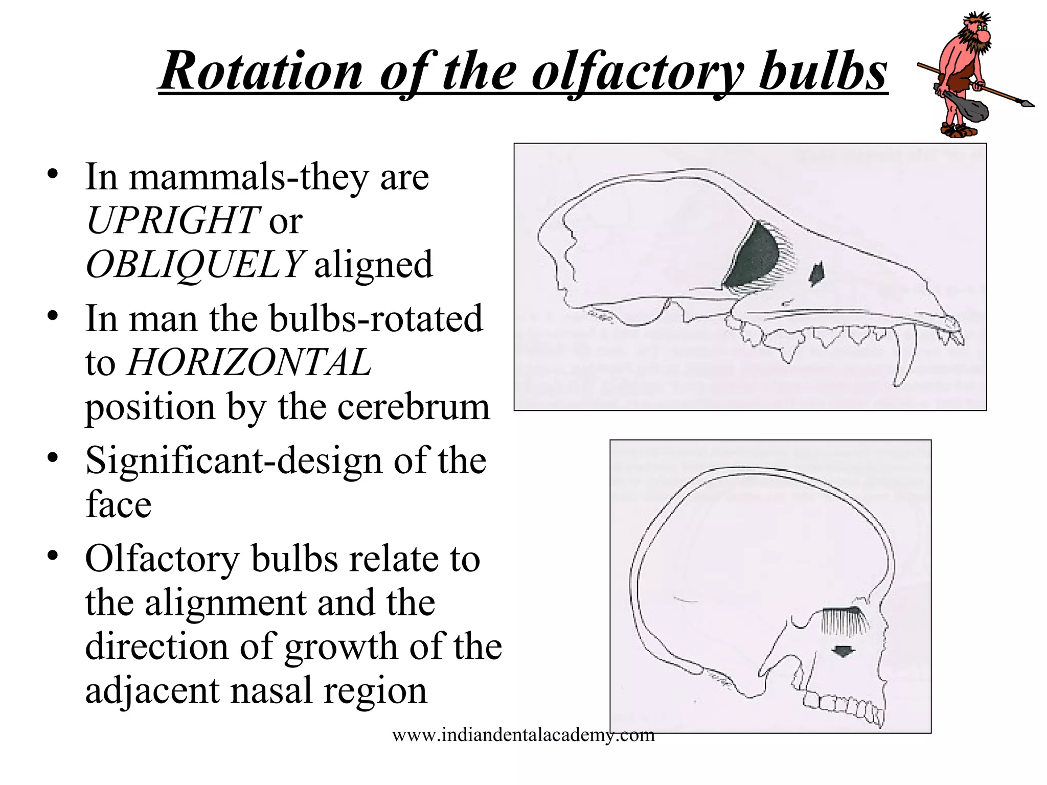 Evolution of human face.. | PPT