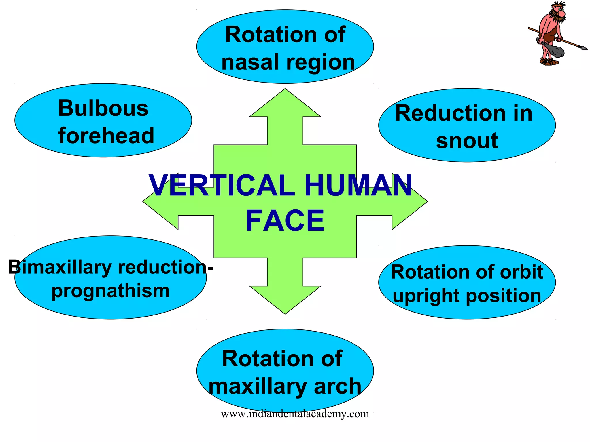 Evolution of human face.. | PPT