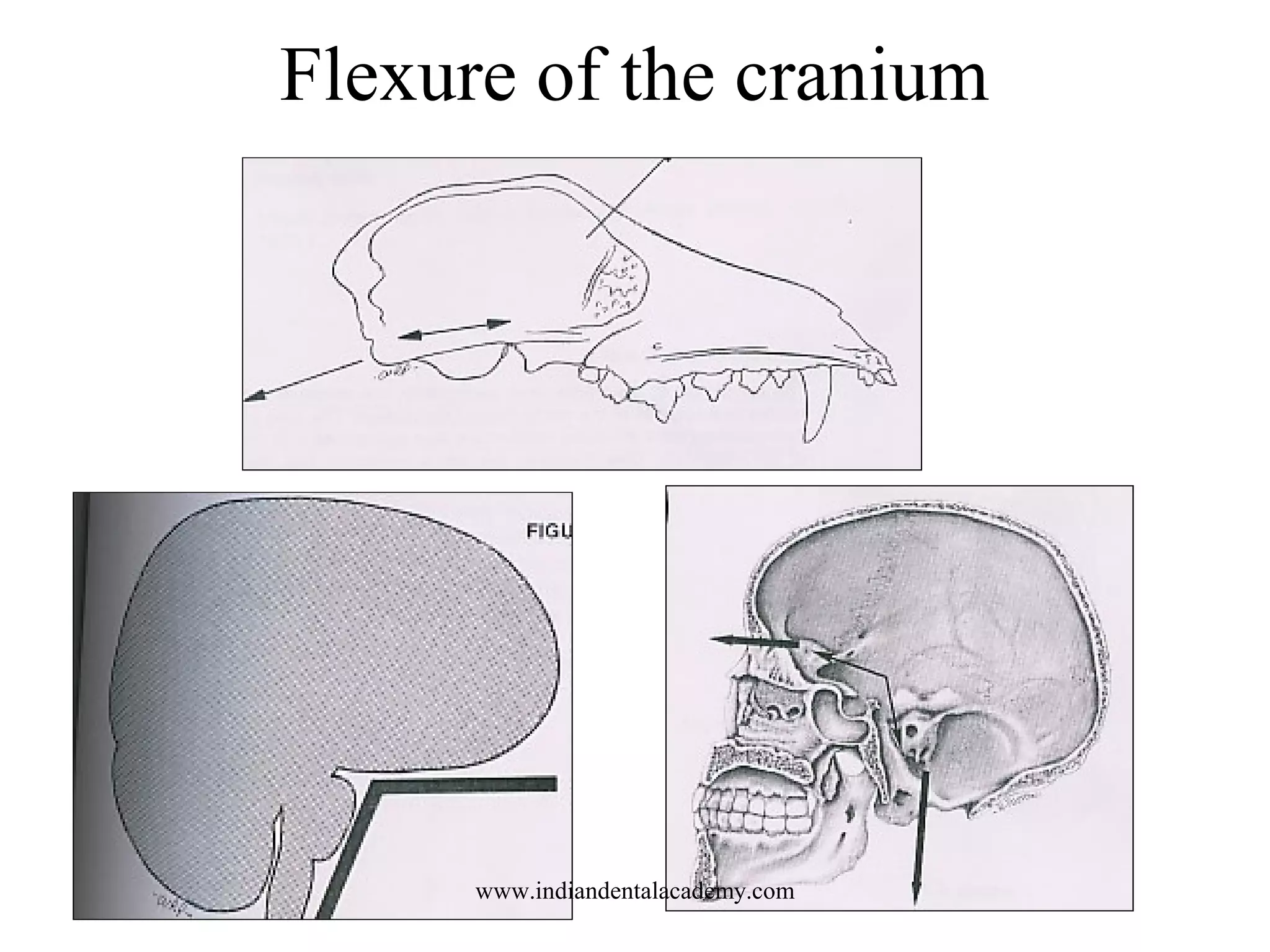 Evolution of human face.. | PPT
