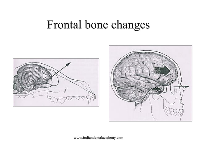 Evolution of human face.. | PPT